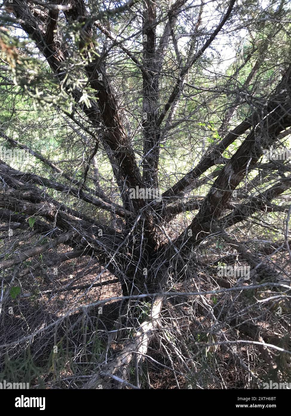 Ashe juniper (Juniperus ashei) Plantae Stock Photo - Alamy