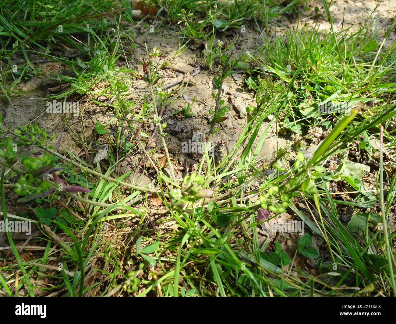field peppergrass (Lepidium campestre) Plantae Stock Photo - Alamy