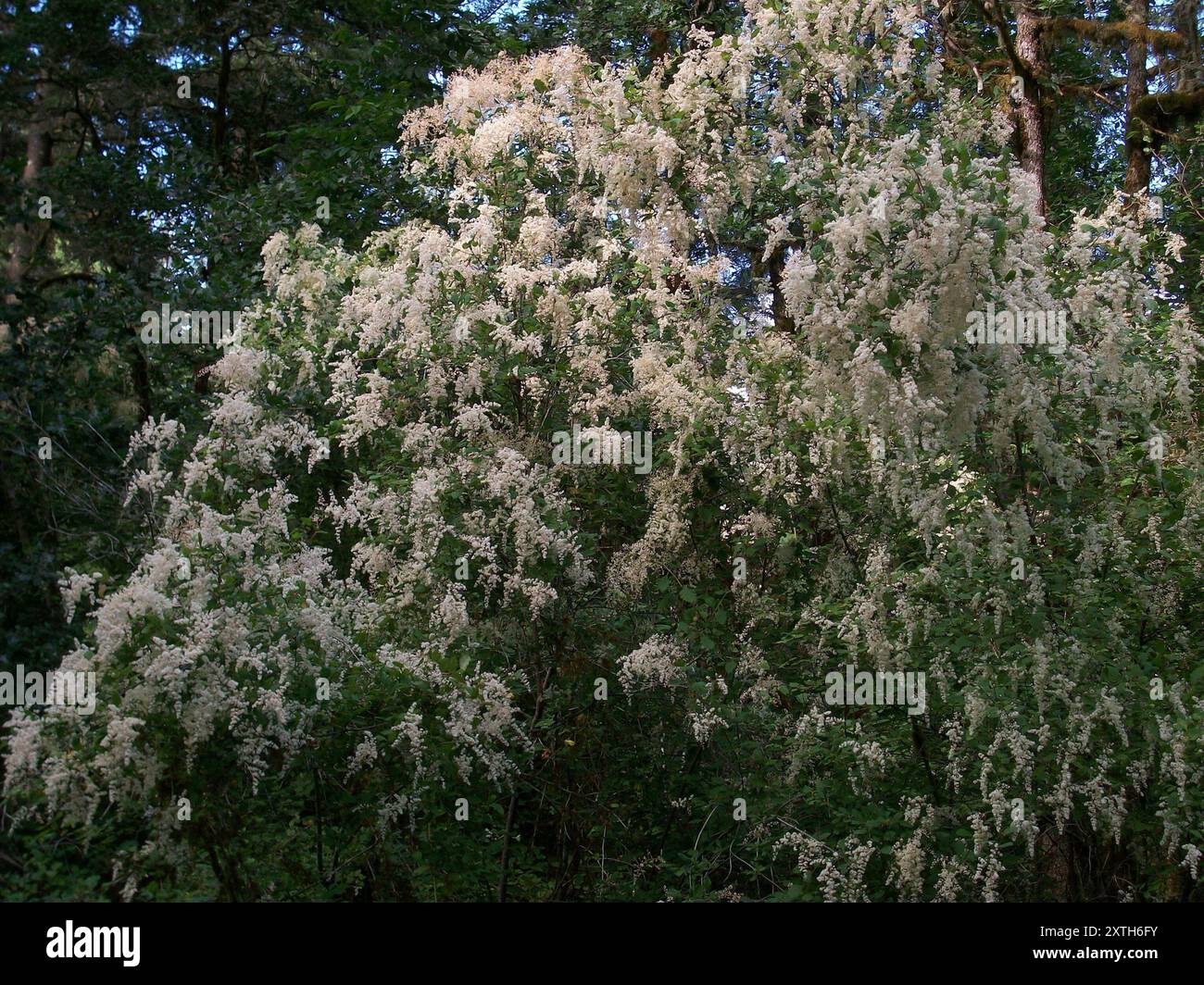 Ocean spray (Holodiscus discolor) Plantae Stock Photo - Alamy