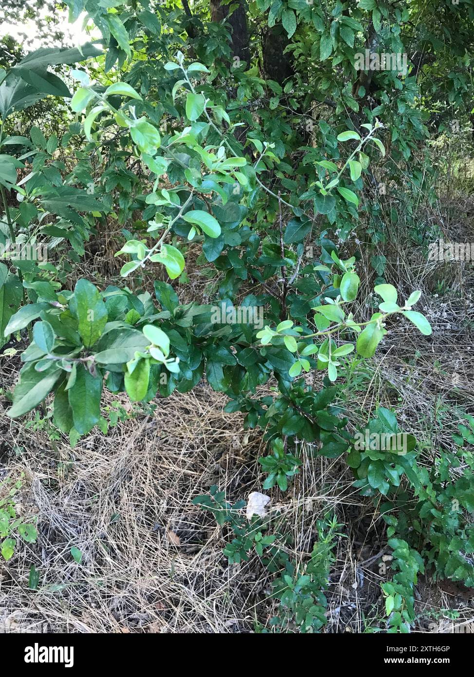 Gum bumelia (Sideroxylon lanuginosum) Plantae Stock Photo - Alamy