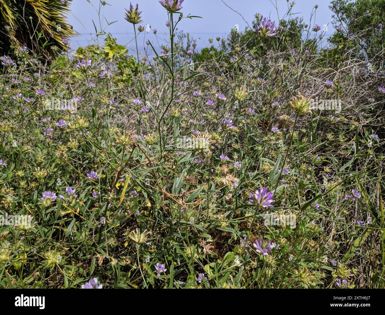 arabian pea (Bituminaria bituminosa) Plantae Stock Photo - Alamy