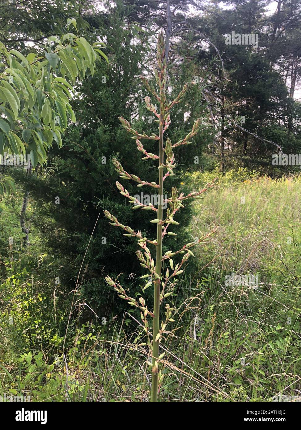 common yucca (Yucca filamentosa) Plantae Stock Photo - Alamy