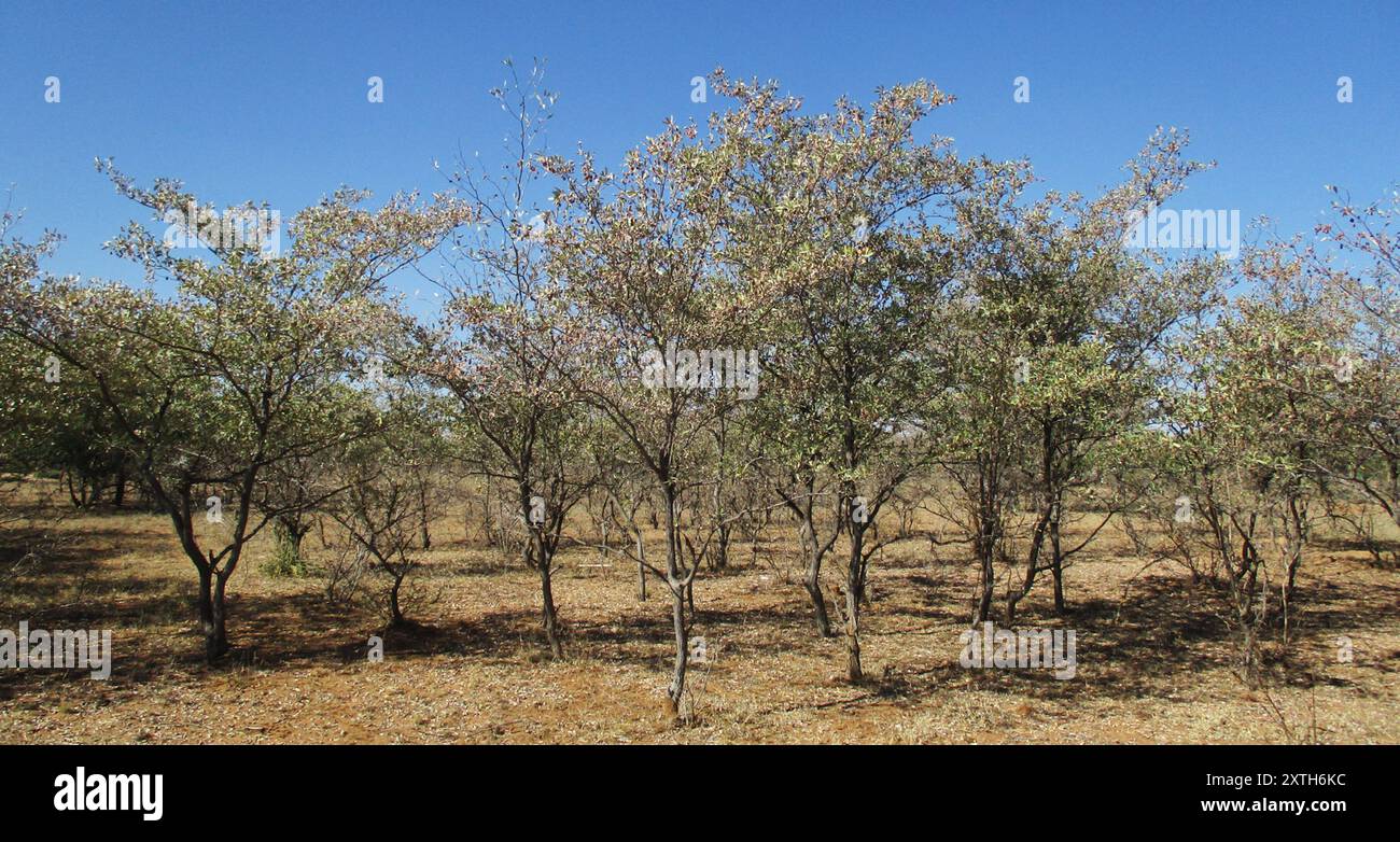 Terminalia sericea hi-res stock photography and images - Alamy