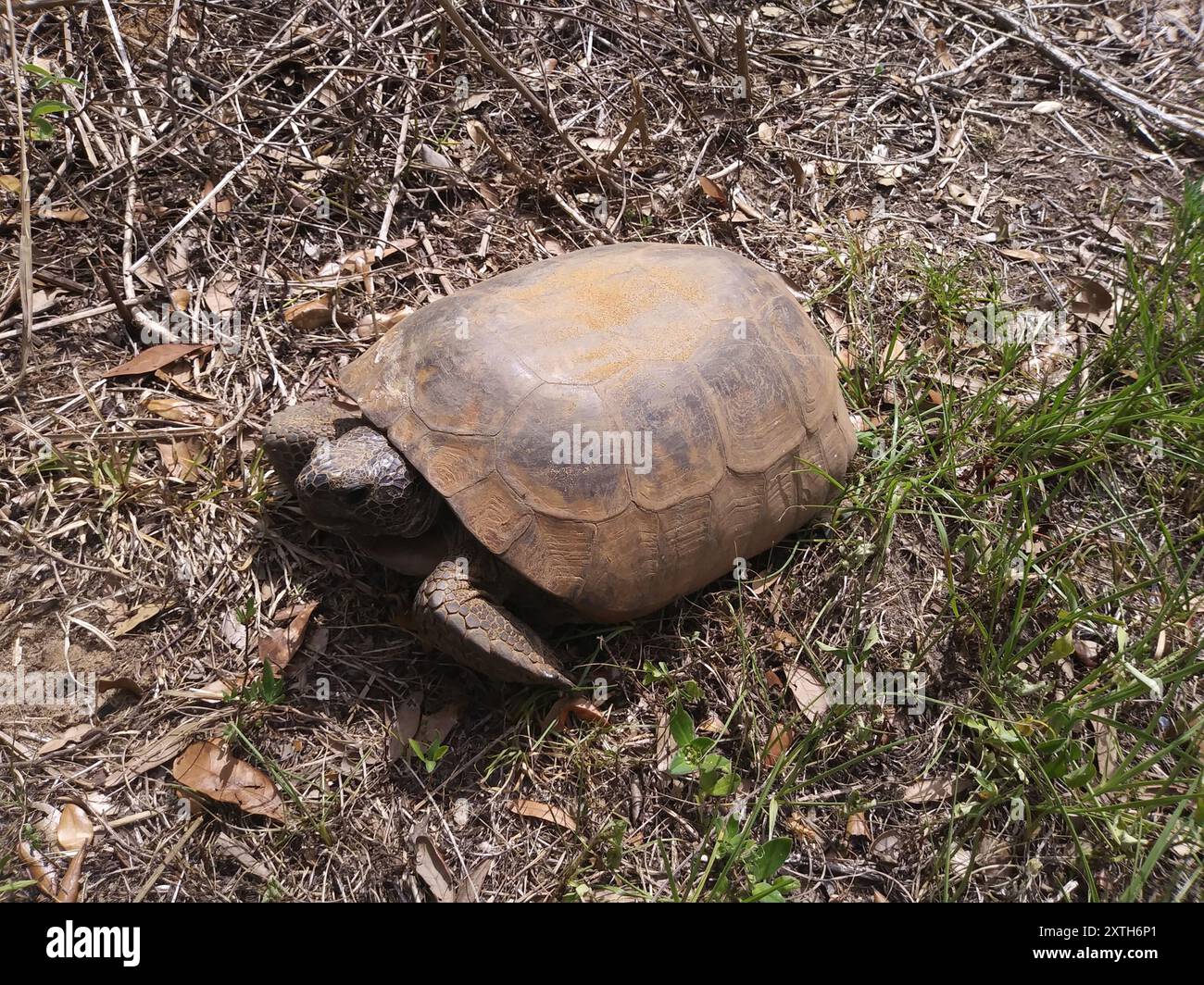 Gopher Tortoise (Gopherus polyphemus) Reptilia Stock Photo - Alamy