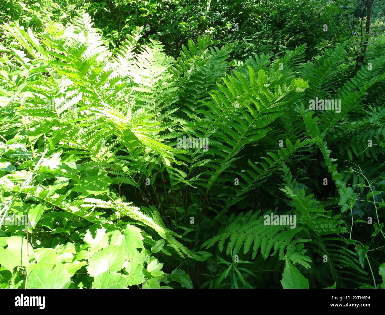 interrupted fern (Osmunda claytoniana) Plantae Stock Photo - Alamy
