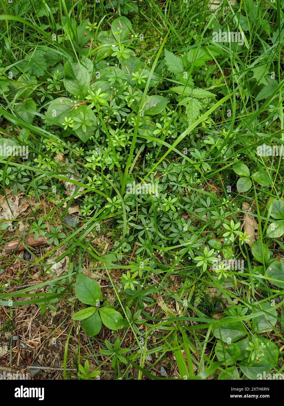 fragrant bedstraw (Galium triflorum) Plantae Stock Photo - Alamy