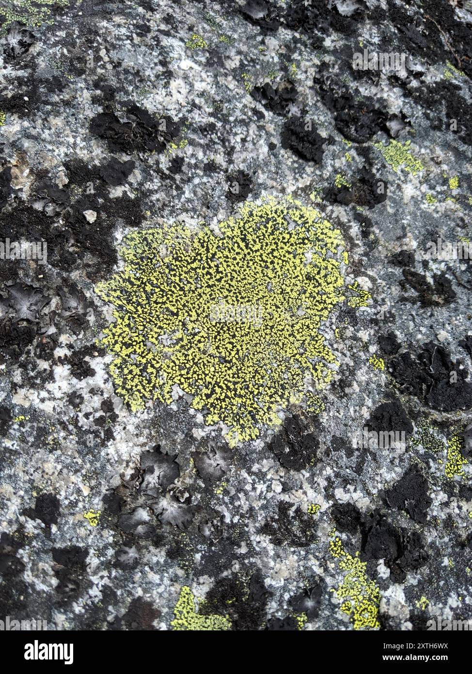 yellow map lichen (Rhizocarpon geographicum) Fungi Stock Photo - Alamy