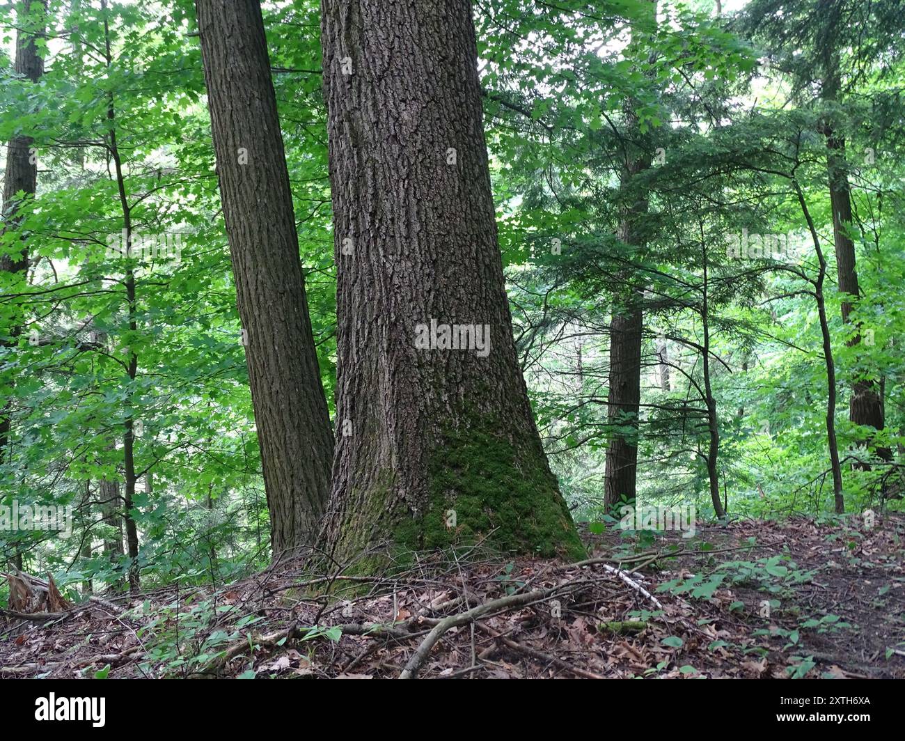 black oak (Quercus velutina) Plantae Stock Photo - Alamy