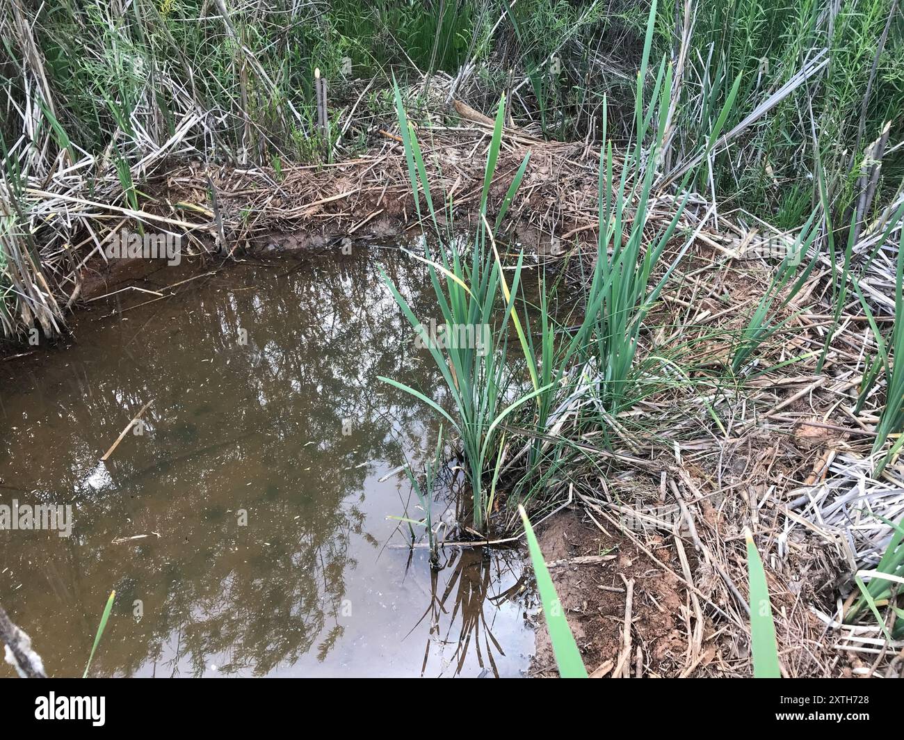 American Beaver (Castor canadensis) Mammalia Stock Photo - Alamy