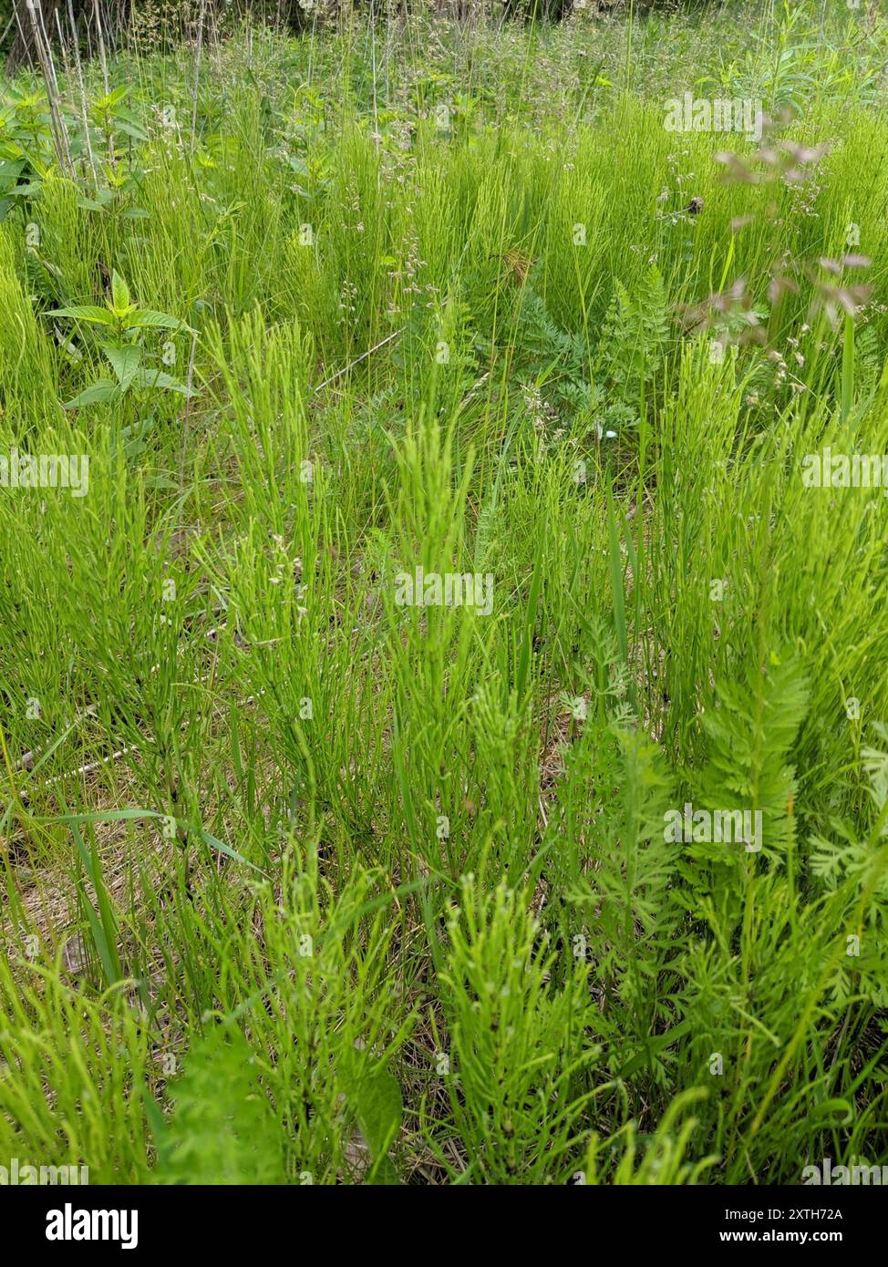 field horsetail (Equisetum arvense) Plantae Stock Photo - Alamy