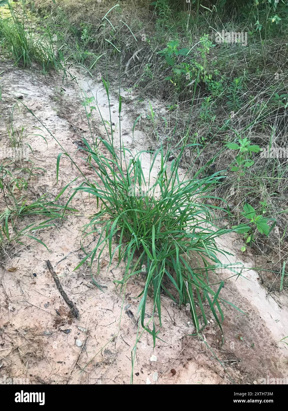 Dallis grass (Paspalum dilatatum) Plantae Stock Photo - Alamy