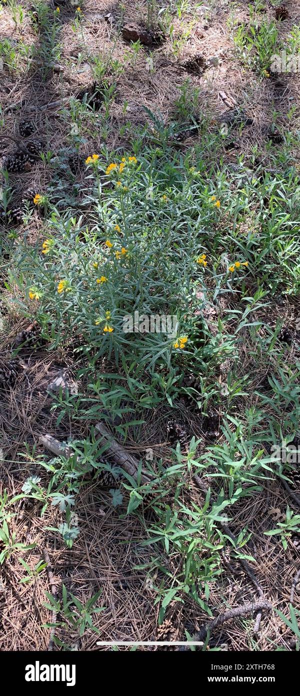 manyflowered gromwell (Lithospermum multiflorum) Plantae Stock Photo ...