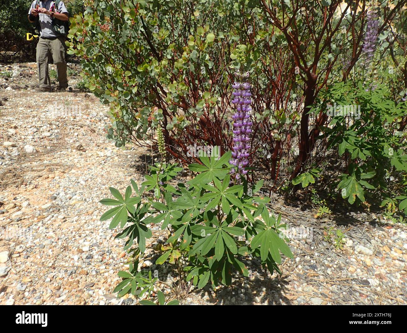Broadleaf Lupine (Lupinus latifolius) Plantae Stock Photo - Alamy