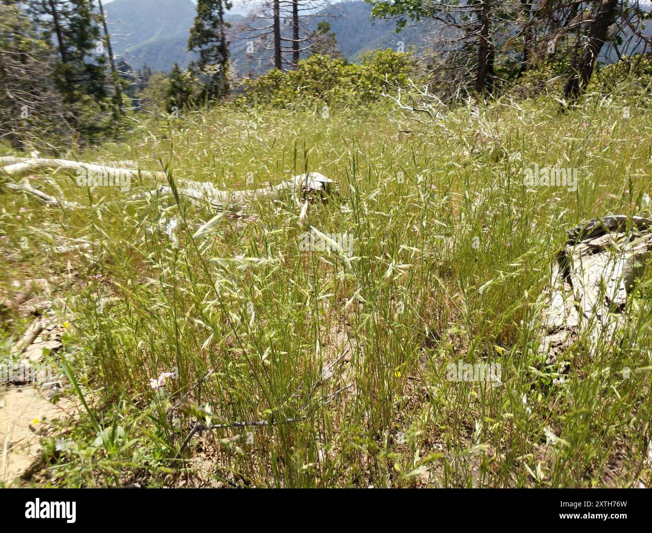 small fescue (Festuca microstachys) Plantae Stock Photo - Alamy
