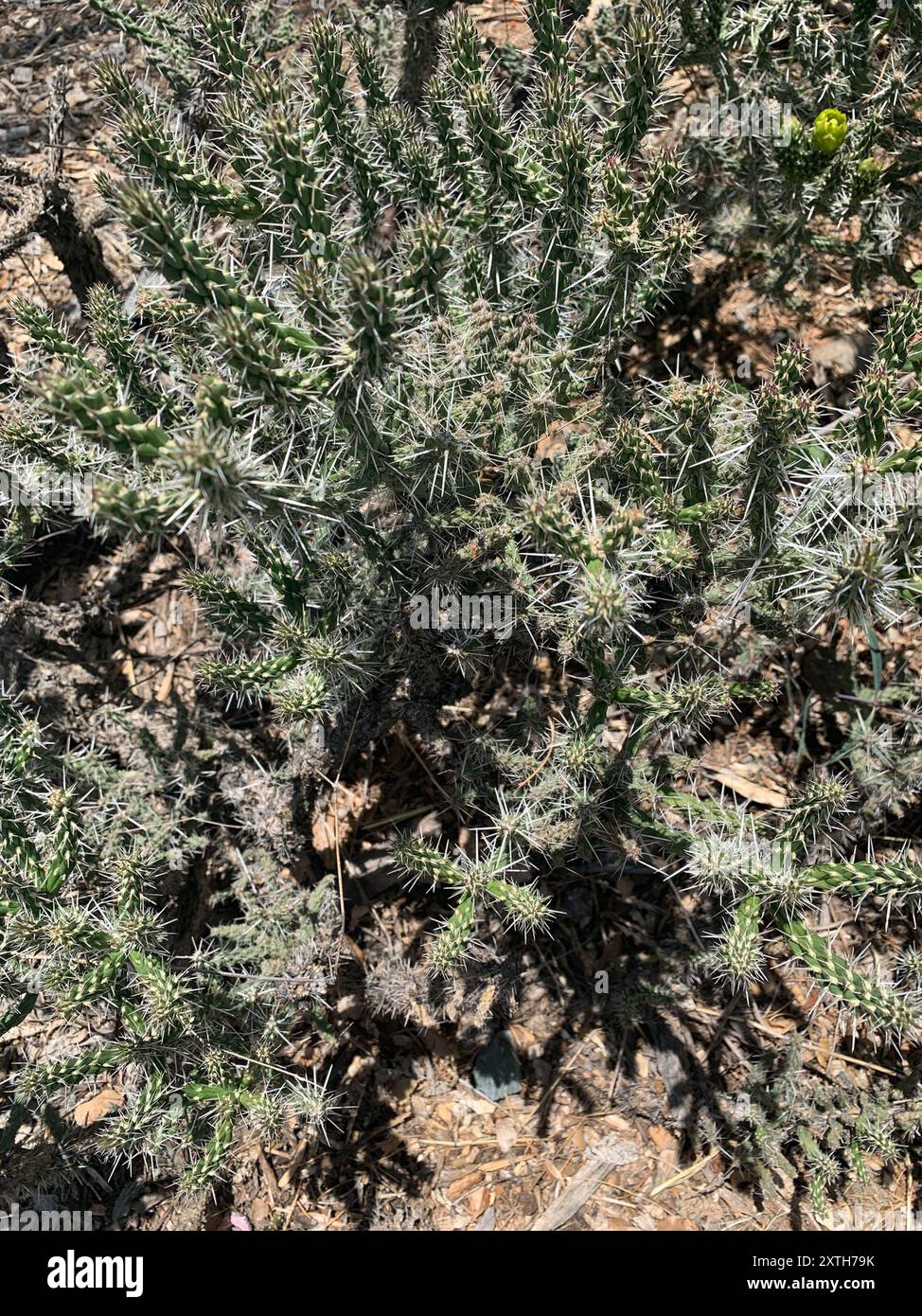 Whipple cholla hi-res stock photography and images - Alamy