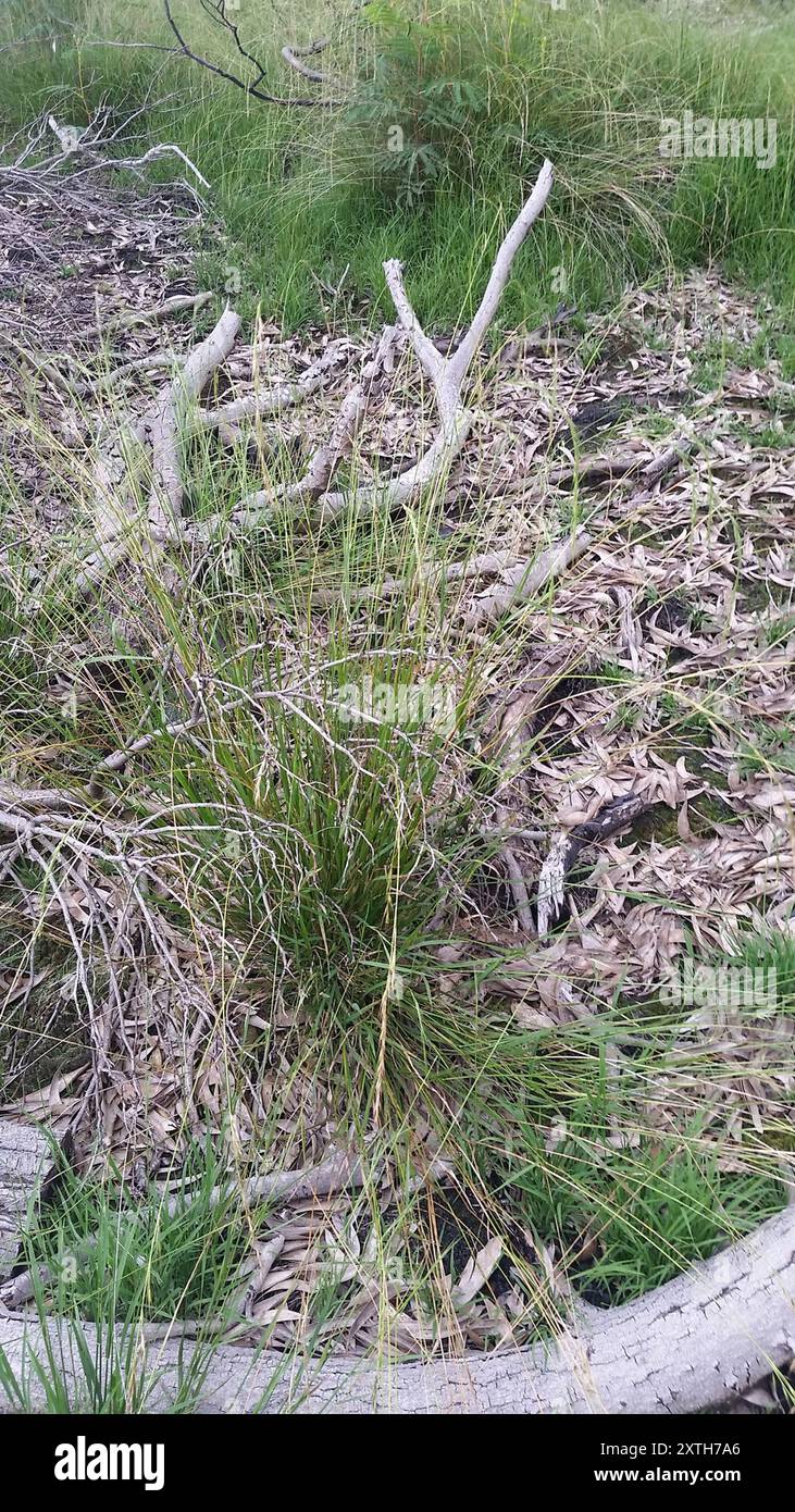 Weeping-grass (Microlaena stipoides) Plantae Stock Photo - Alamy