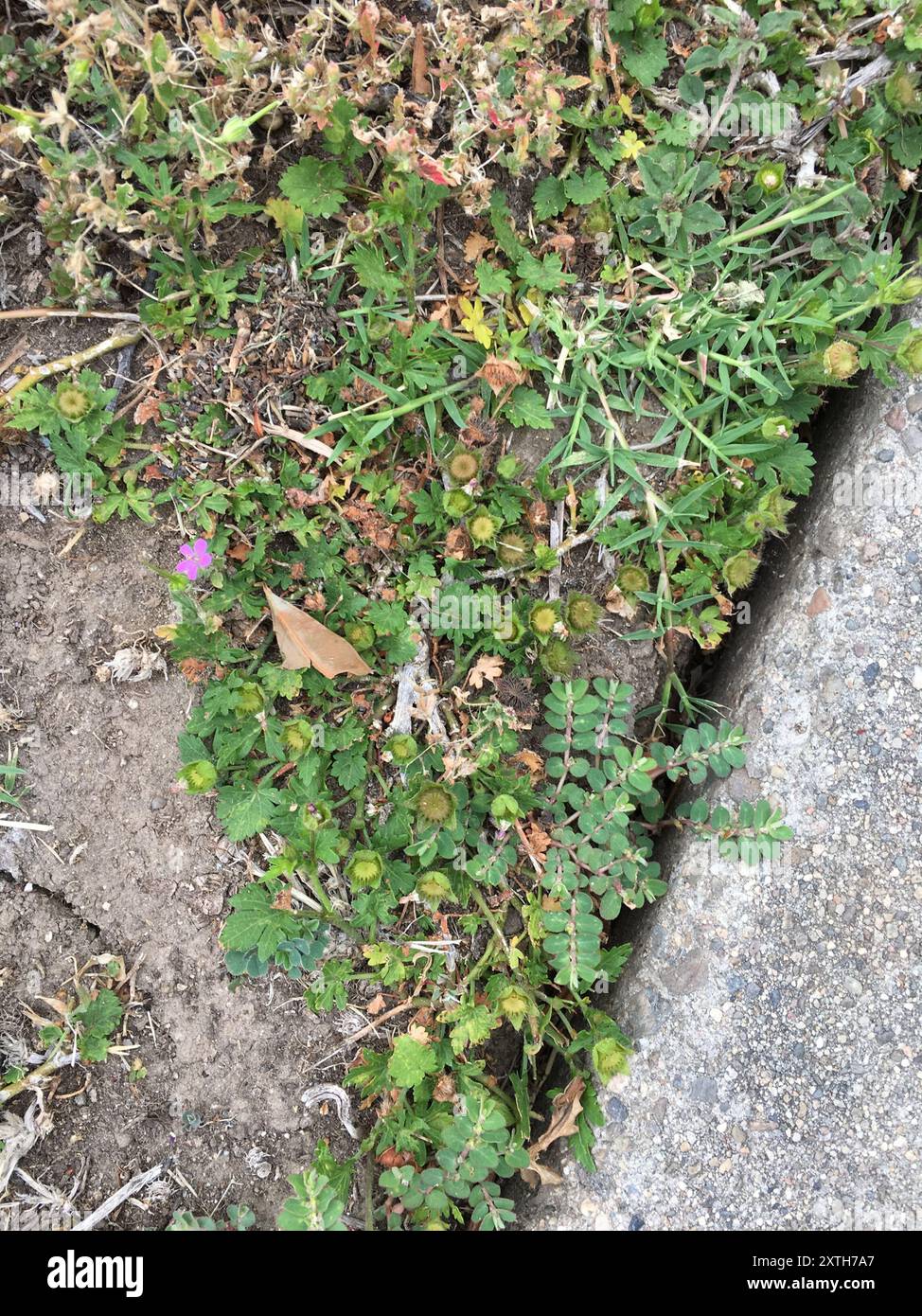 Carolina Bristlemallow (Modiola caroliniana) Plantae Stock Photo - Alamy