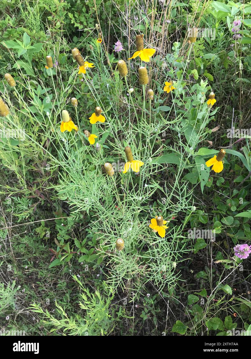 upright prairie coneflower (Ratibida columnifera) Plantae Stock Photo ...