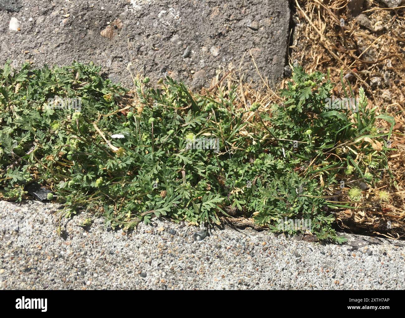 Cotula australis hi-res stock photography and images - Alamy
