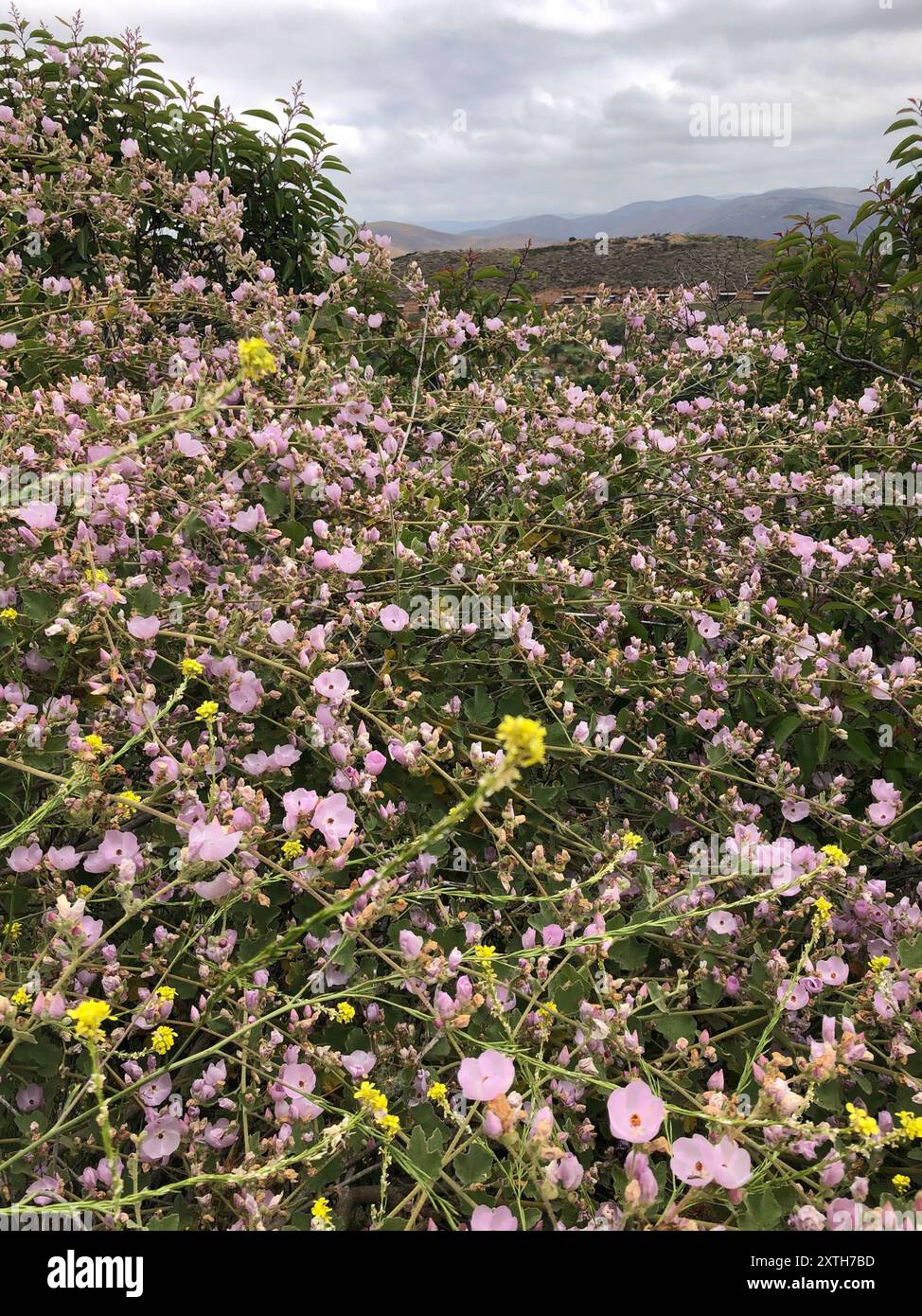 southern coastal bushmallow (Malacothamnus fasciculatus) Plantae Stock ...
