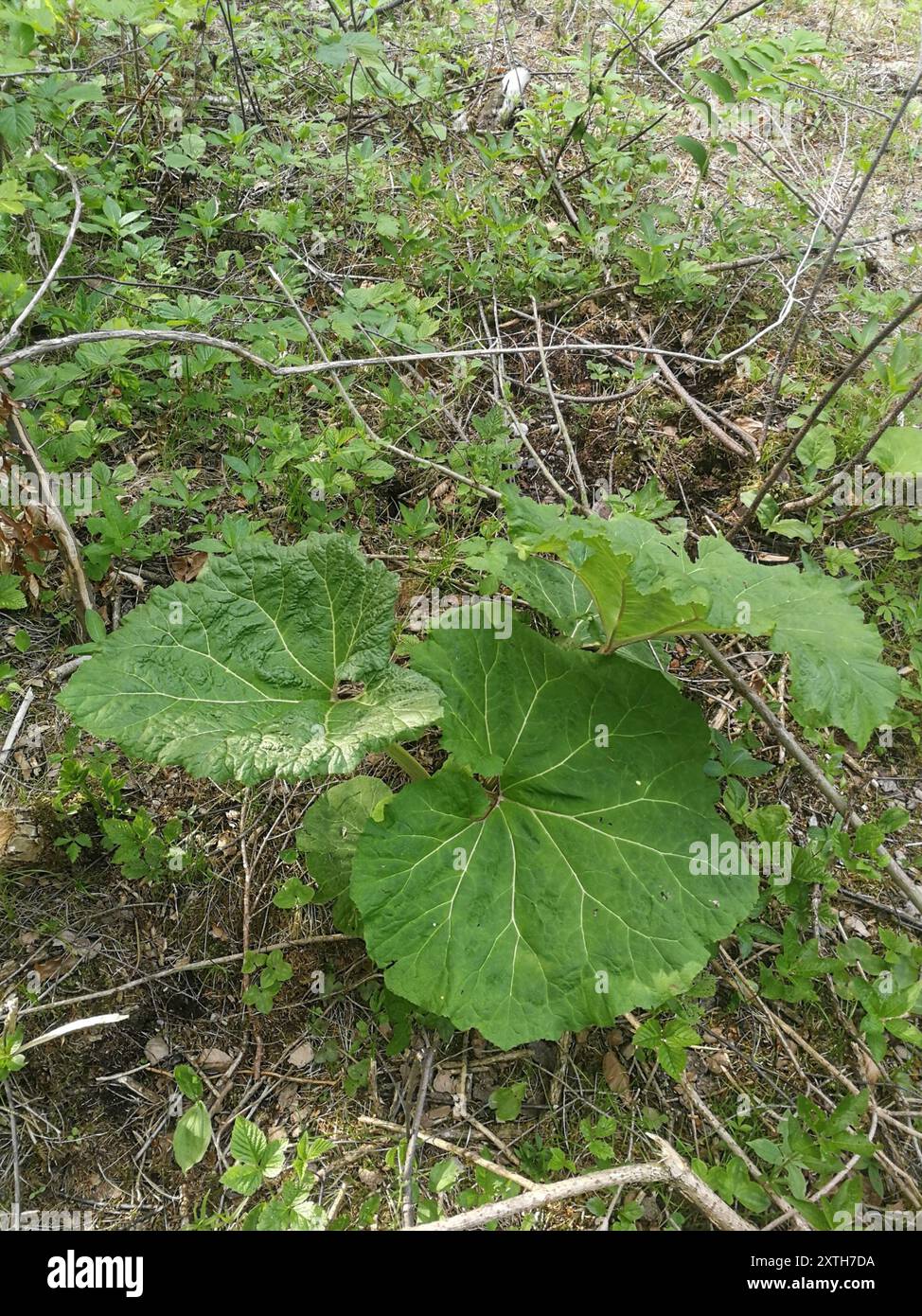 Common Butterbur (Petasites hybridus) Plantae Stock Photo - Alamy