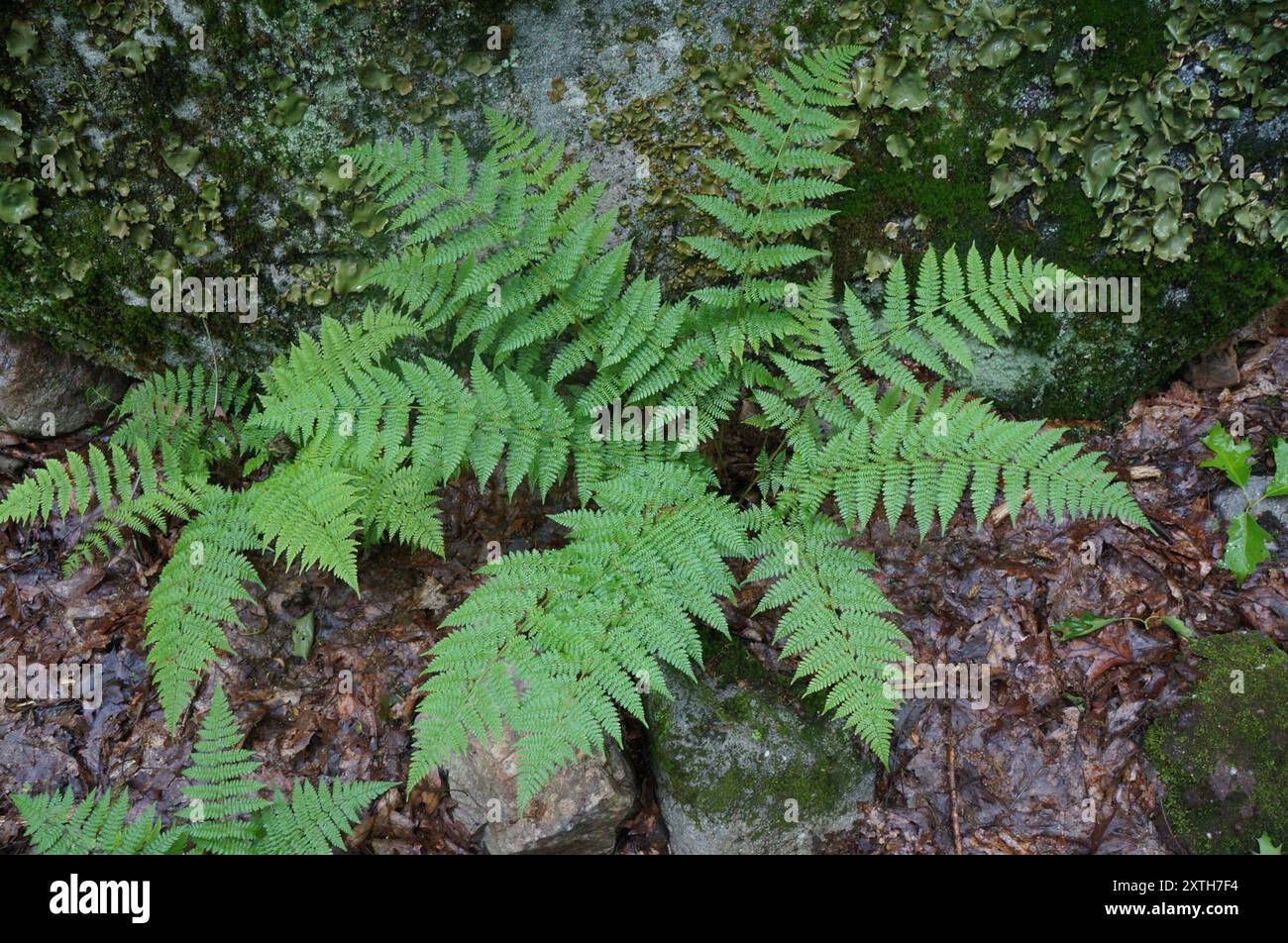 intermediate wood fern (Dryopteris intermedia) Plantae Stock Photo - Alamy