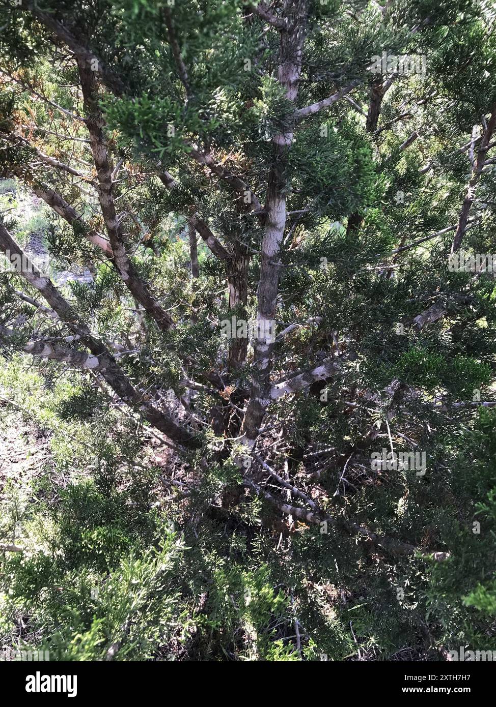 Ashe juniper (Juniperus ashei) Plantae Stock Photo - Alamy