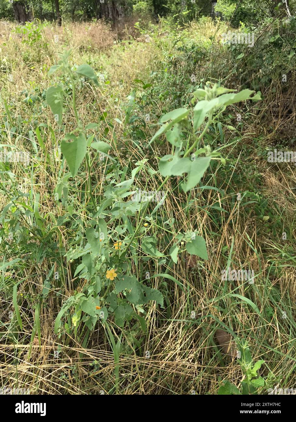 sweet Indian Mallow (Abutilon fruticosum) Plantae Stock Photo - Alamy