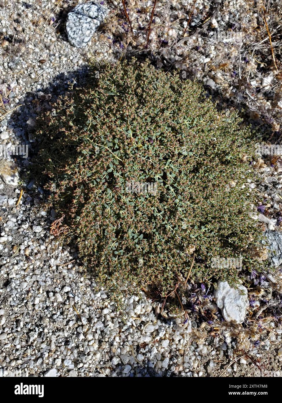 smallseed sandmat (Euphorbia polycarpa) Plantae Stock Photo - Alamy