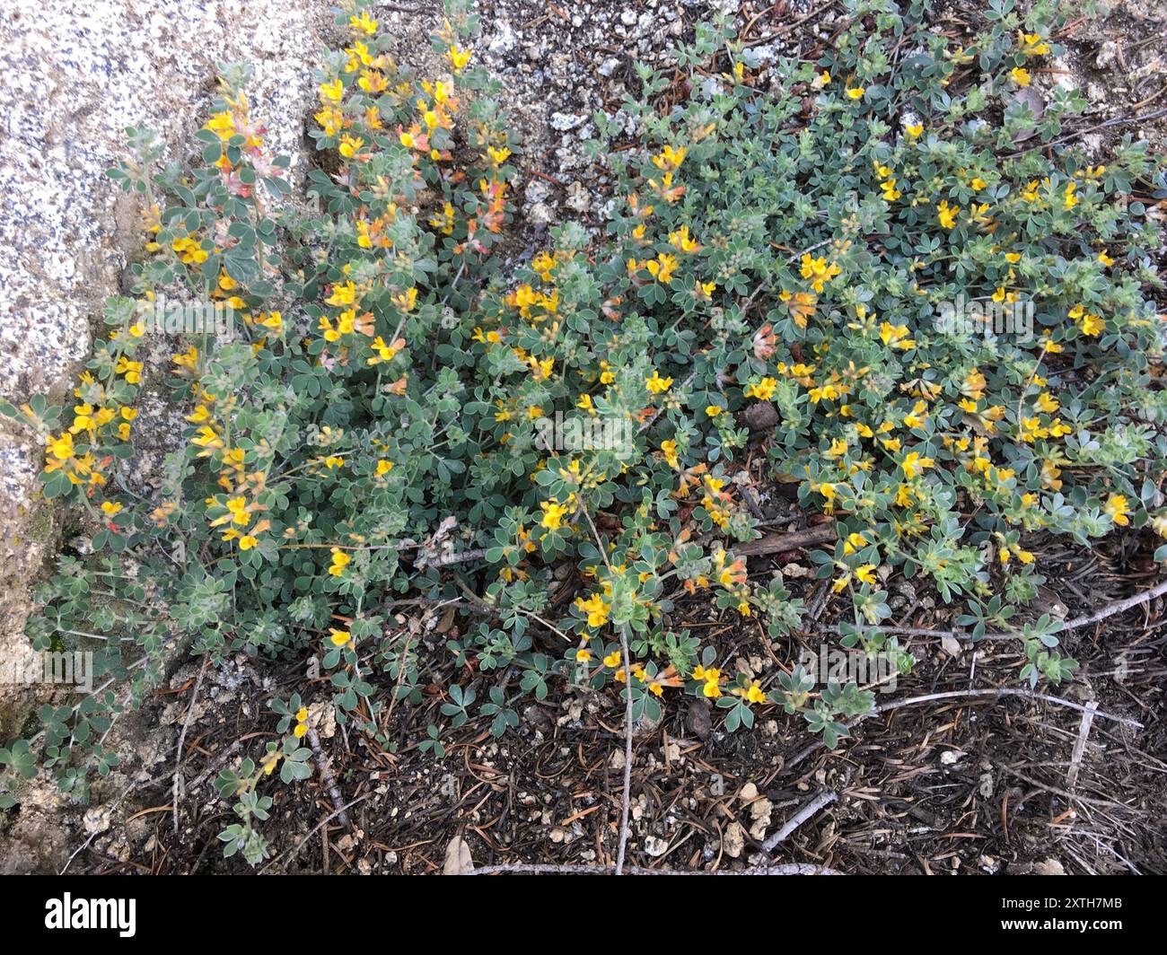 deervetch (Acmispon) Plantae Stock Photo - Alamy