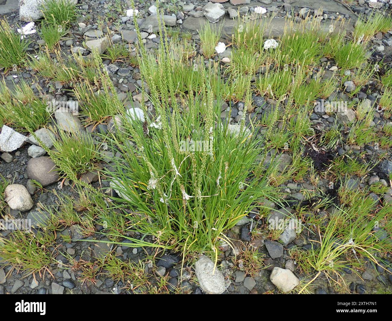common arrowgrass (Triglochin maritima) Plantae Stock Photo - Alamy