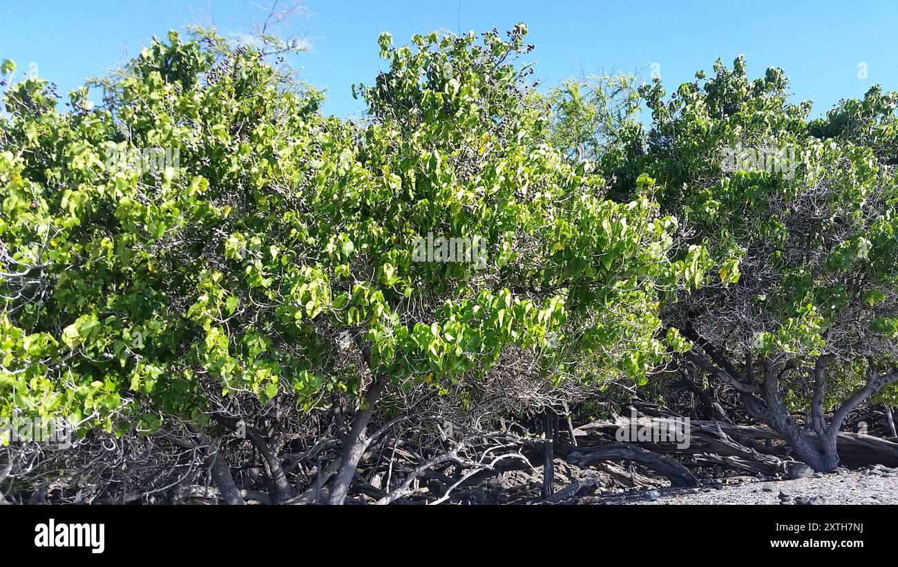 Portia tree (Thespesia populnea) Plantae Stock Photo - Alamy