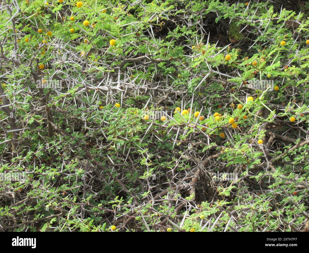 twisted acacia (Vachellia tortuosa) Plantae Stock Photo - Alamy