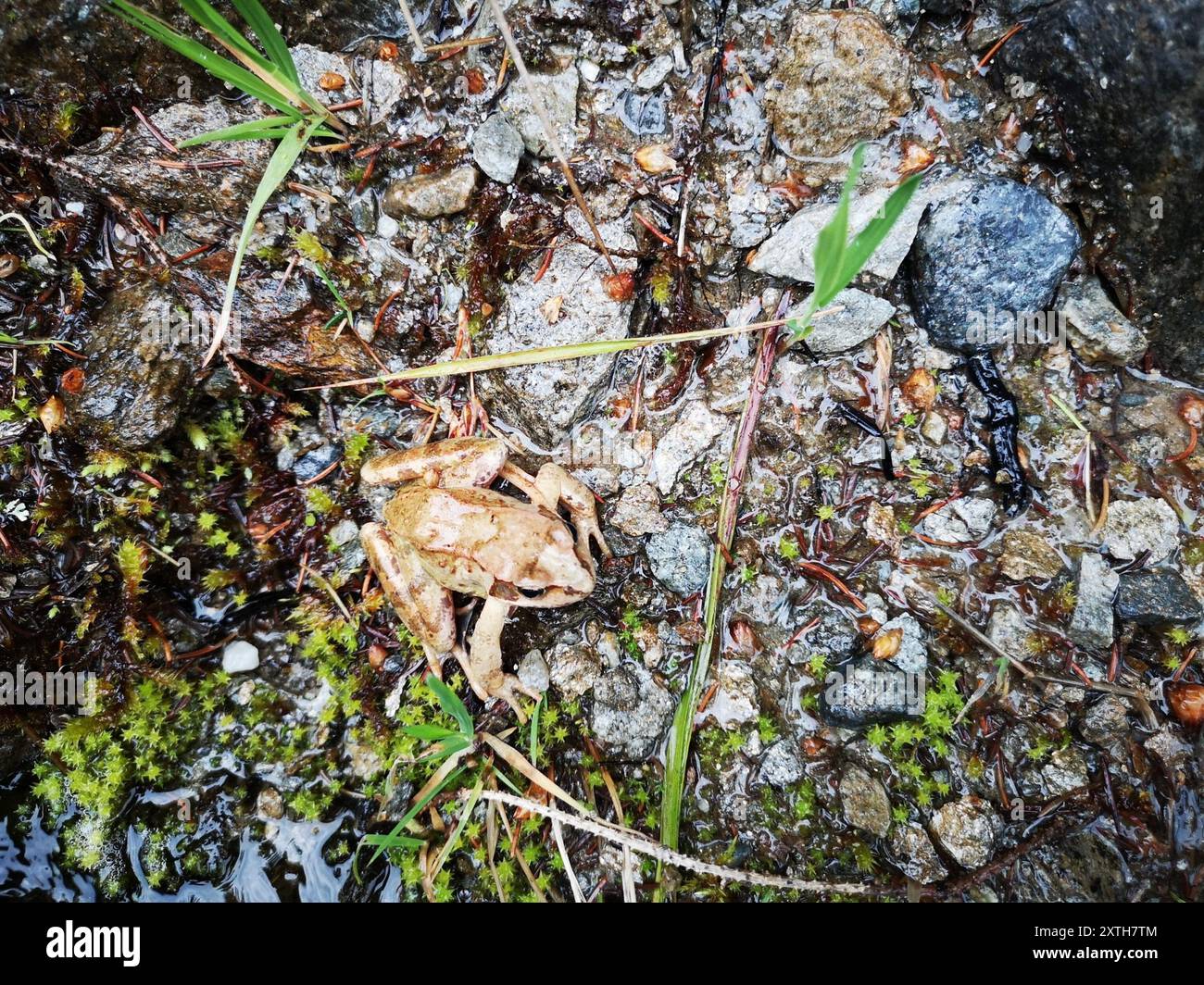 European Common Frog (Rana temporaria) Amphibia Stock Photo - Alamy