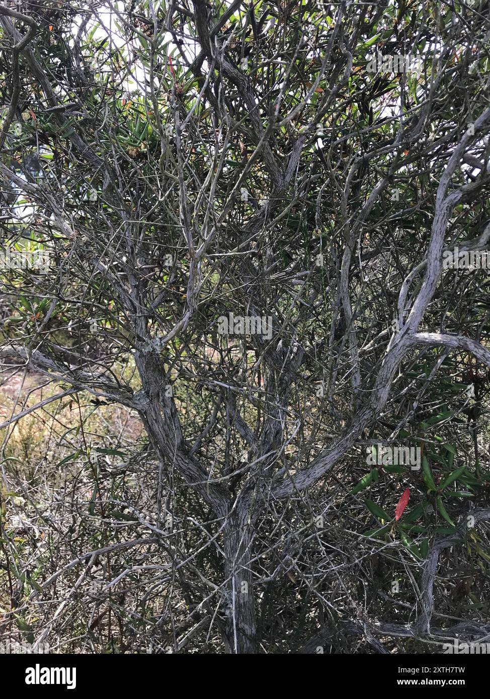 summer holly (Comarostaphylis diversifolia diversifolia) Plantae Stock ...