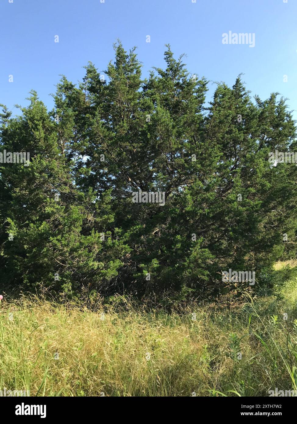 Ashe juniper (Juniperus ashei) Plantae Stock Photo - Alamy