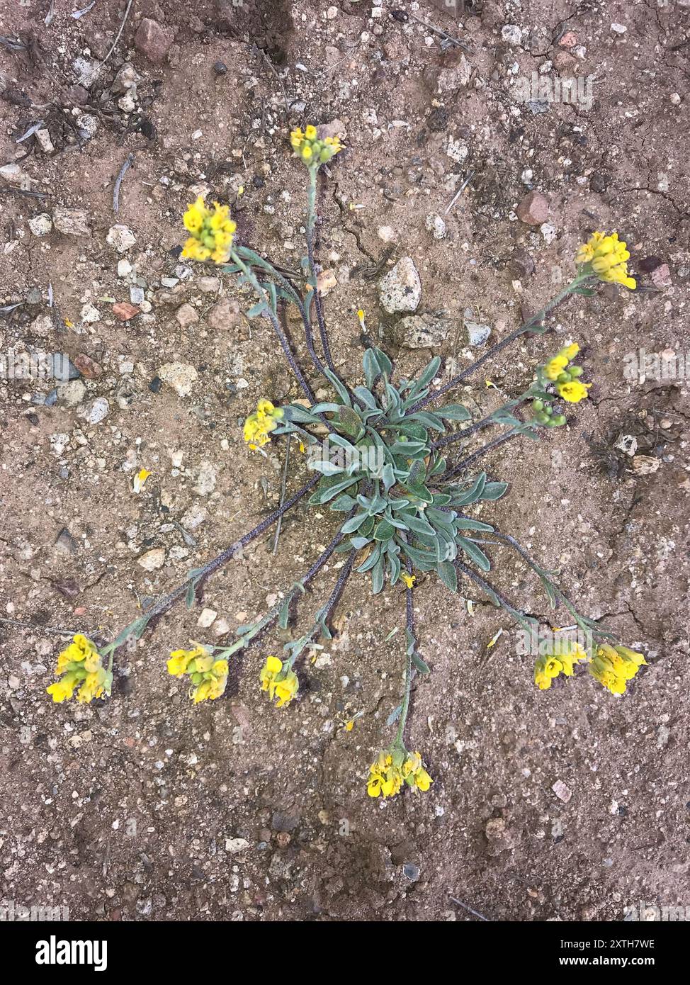 bladderpods (Physaria) Plantae Stock Photo - Alamy