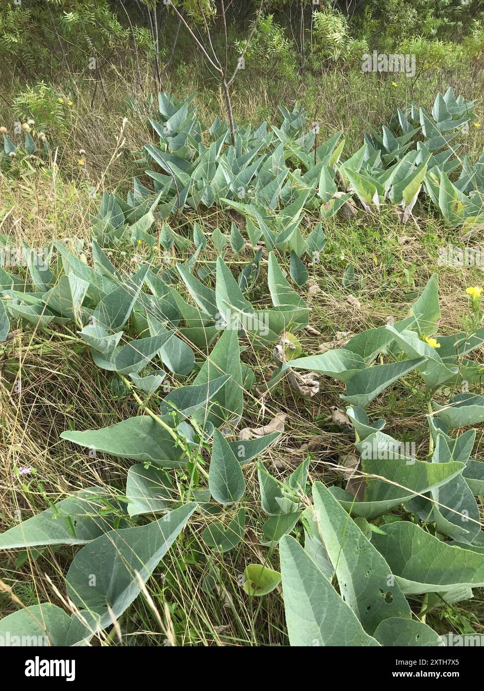 Buffalo Gourd (Cucurbita foetidissima) Plantae Stock Photo - Alamy
