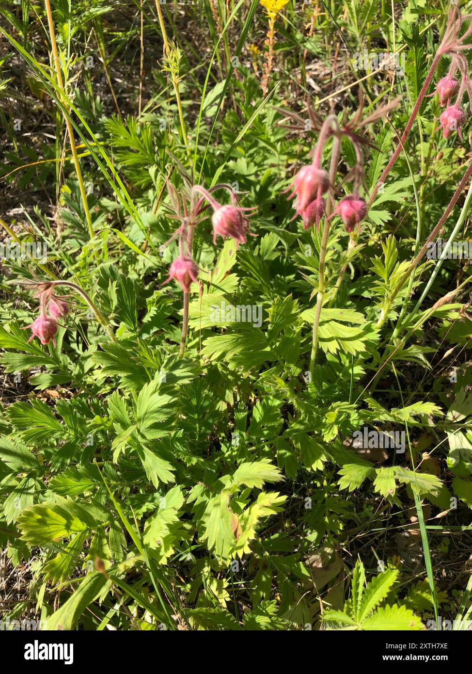 prairie smoke (Geum triflorum) Plantae Stock Photo - Alamy