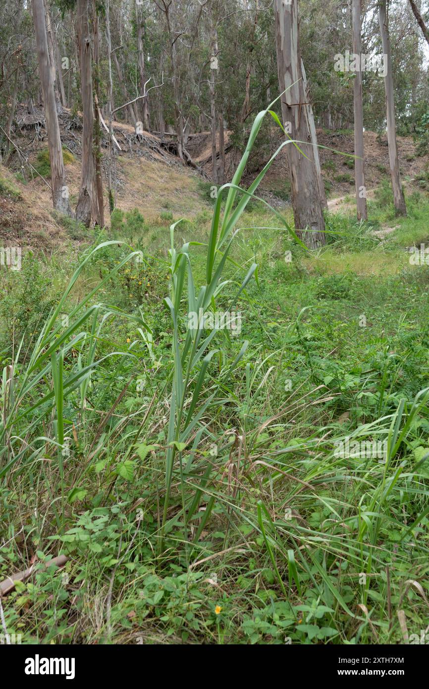 giant wild rye (Leymus condensatus) Plantae Stock Photo - Alamy
