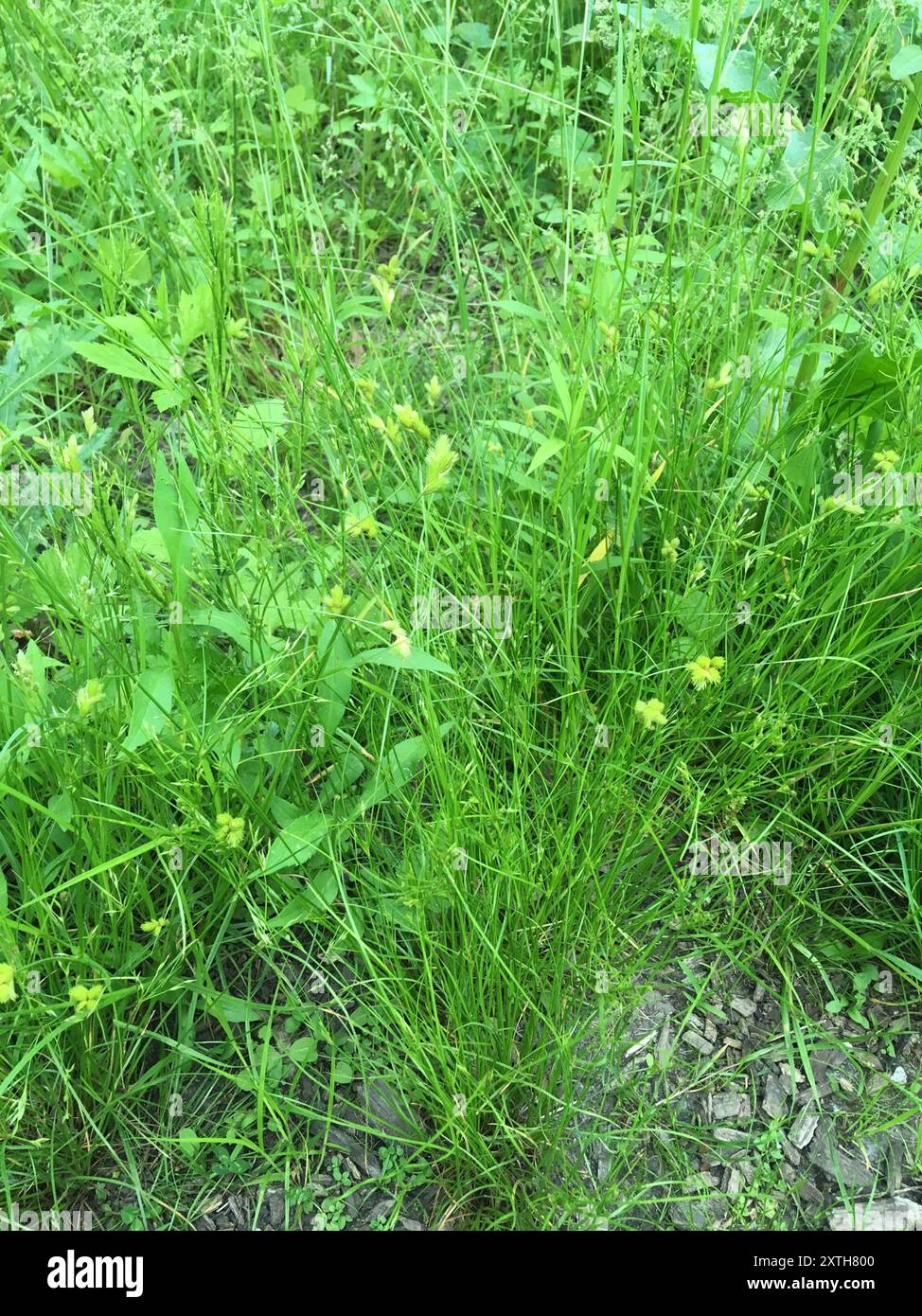 pointed broom sedge (Carex scoparia) Plantae Stock Photo - Alamy