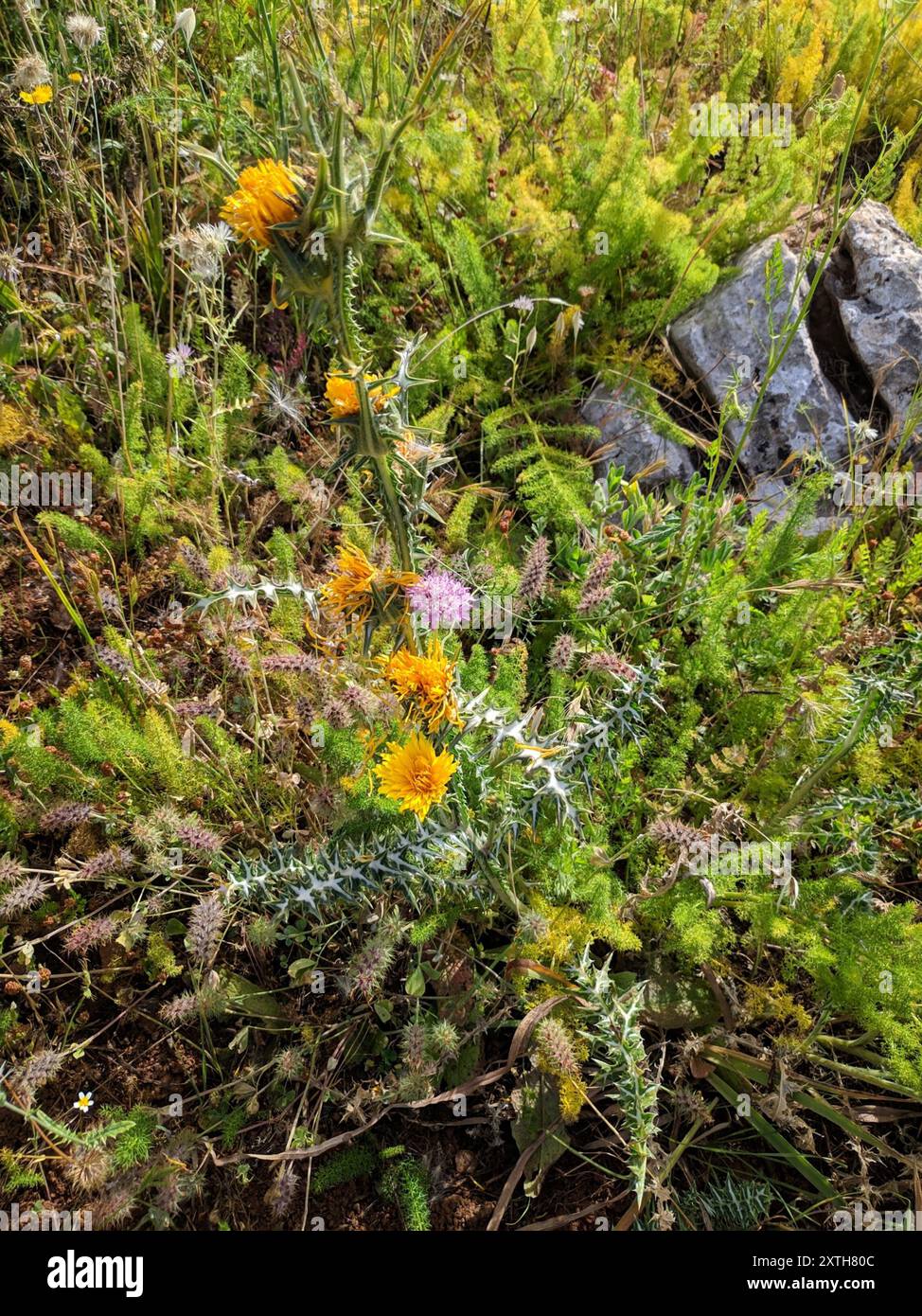 Large-flowered Golden Thistle (Scolymus grandiflorus) Plantae Stock ...