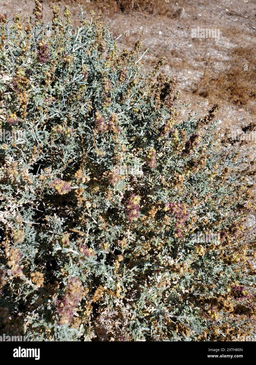 Burrobush (Ambrosia dumosa) Plantae Stock Photo - Alamy
