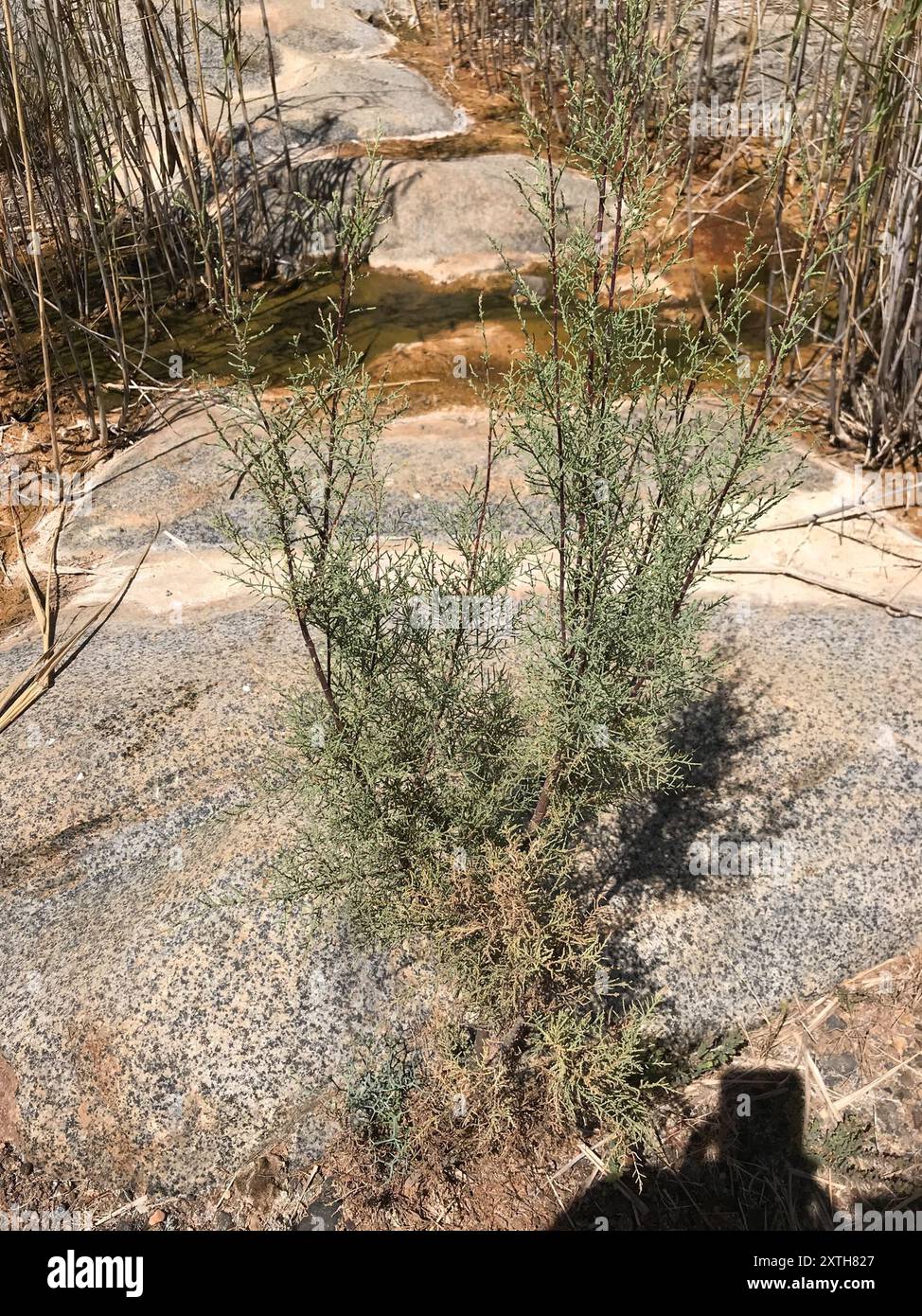 Canary Islands tamarisk (Tamarix canariensis) Plantae Stock Photo - Alamy