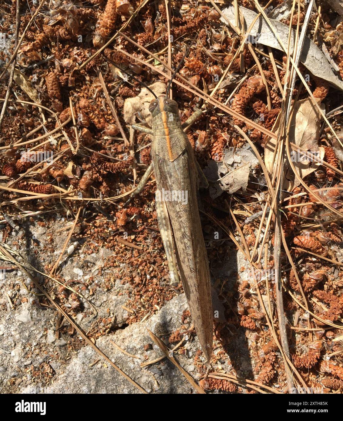 Egyptian Bird Grasshopper (Anacridium aegyptium) Insecta Stock Photo ...