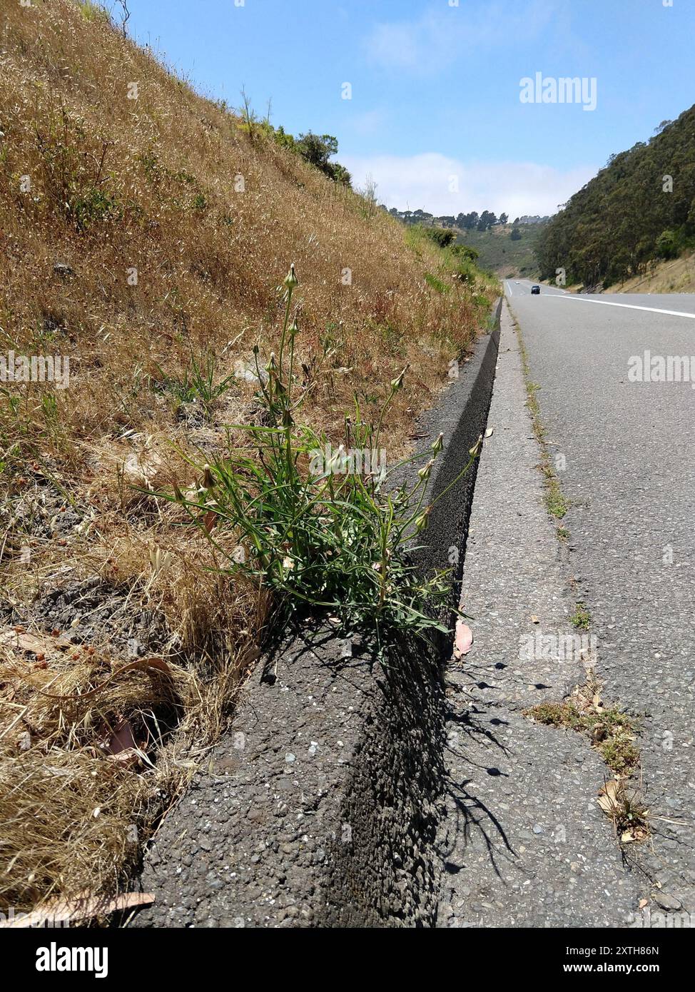 False Hawkbit (Urospermum picroides) Plantae Stock Photo - Alamy