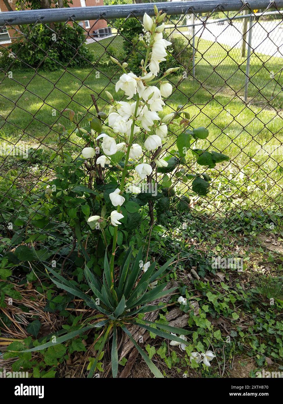 common yucca (Yucca filamentosa) Plantae Stock Photo - Alamy