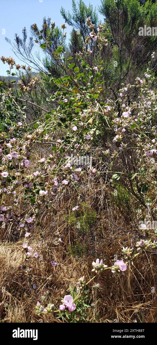 southern coastal bushmallow (Malacothamnus fasciculatus) Plantae Stock ...
