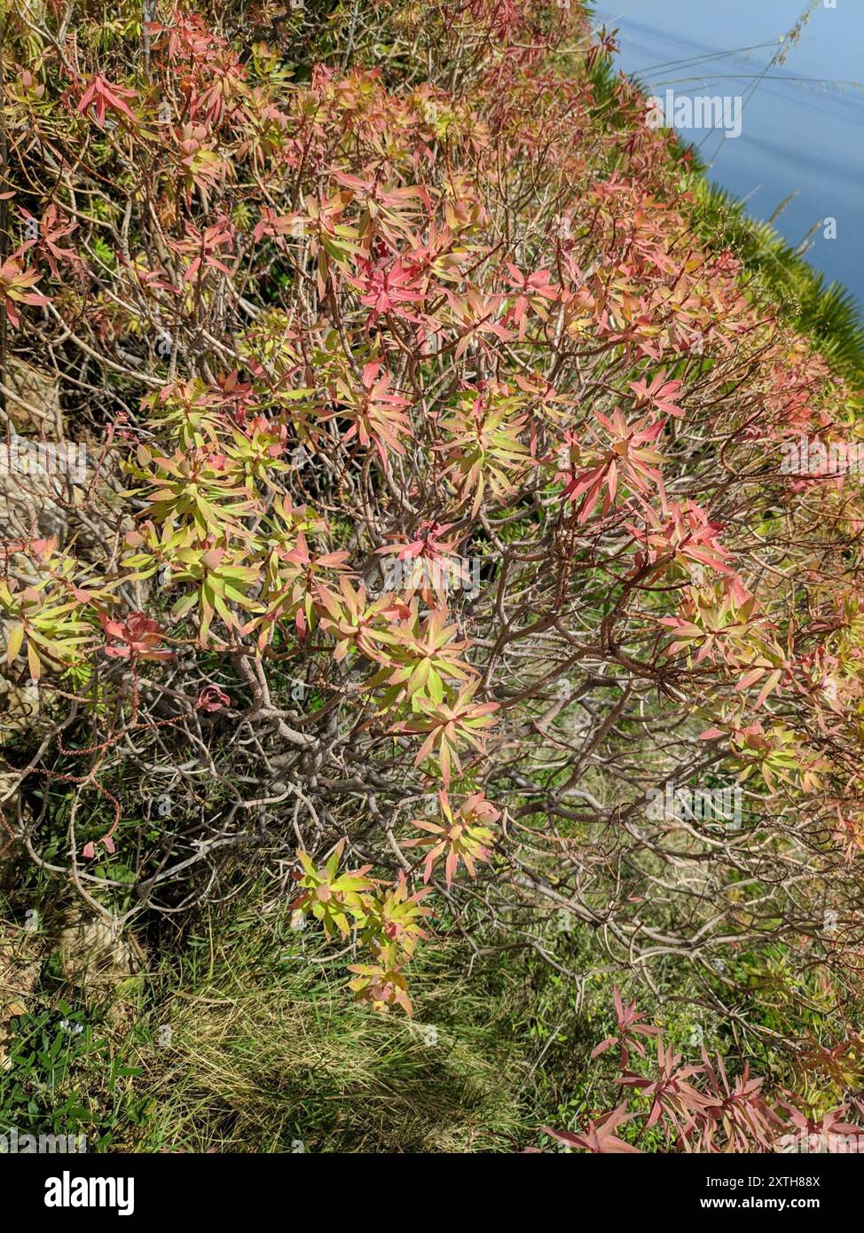 tree spurge (Euphorbia dendroides) Plantae Stock Photo - Alamy