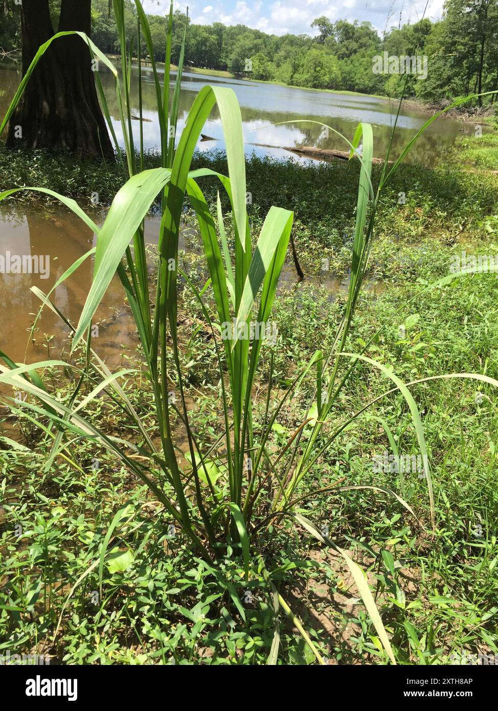 Giant Cutgrass (Zizaniopsis miliacea) Plantae Stock Photo - Alamy